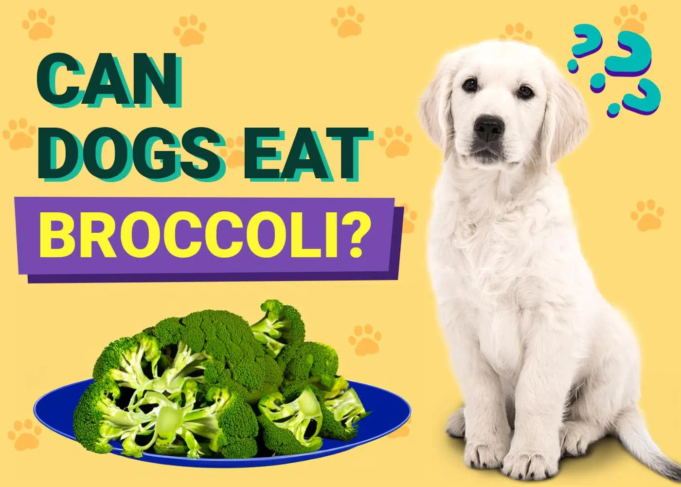 Can Dogs Eat Broccoli? A Safety Guide & Feeding Tips - Happy Paws Spot
